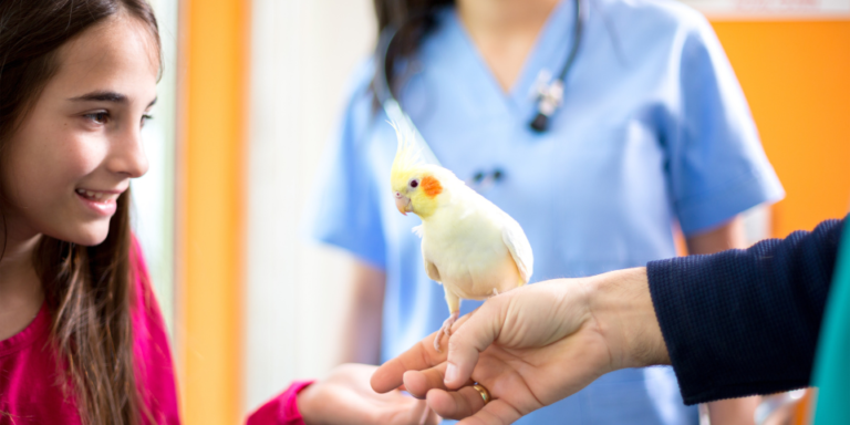 Cockatiel Care 101 - Diet, Enrichment, and Health - ZuPreem Pet
